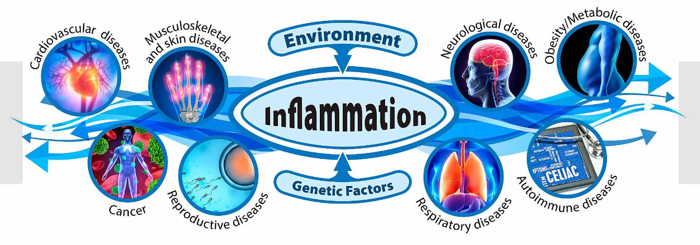 Chronic Inflammation as a Leading Cause of Disease | Safer Cures